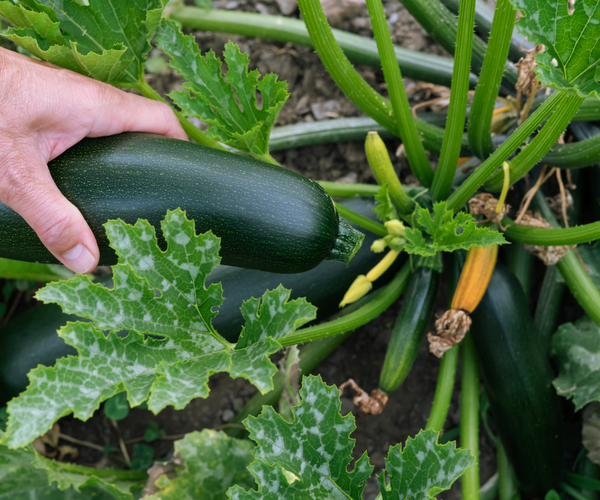 Courgette kweken: wanneer zaaien, uitplanten en oogsten 🌱 – John & Co