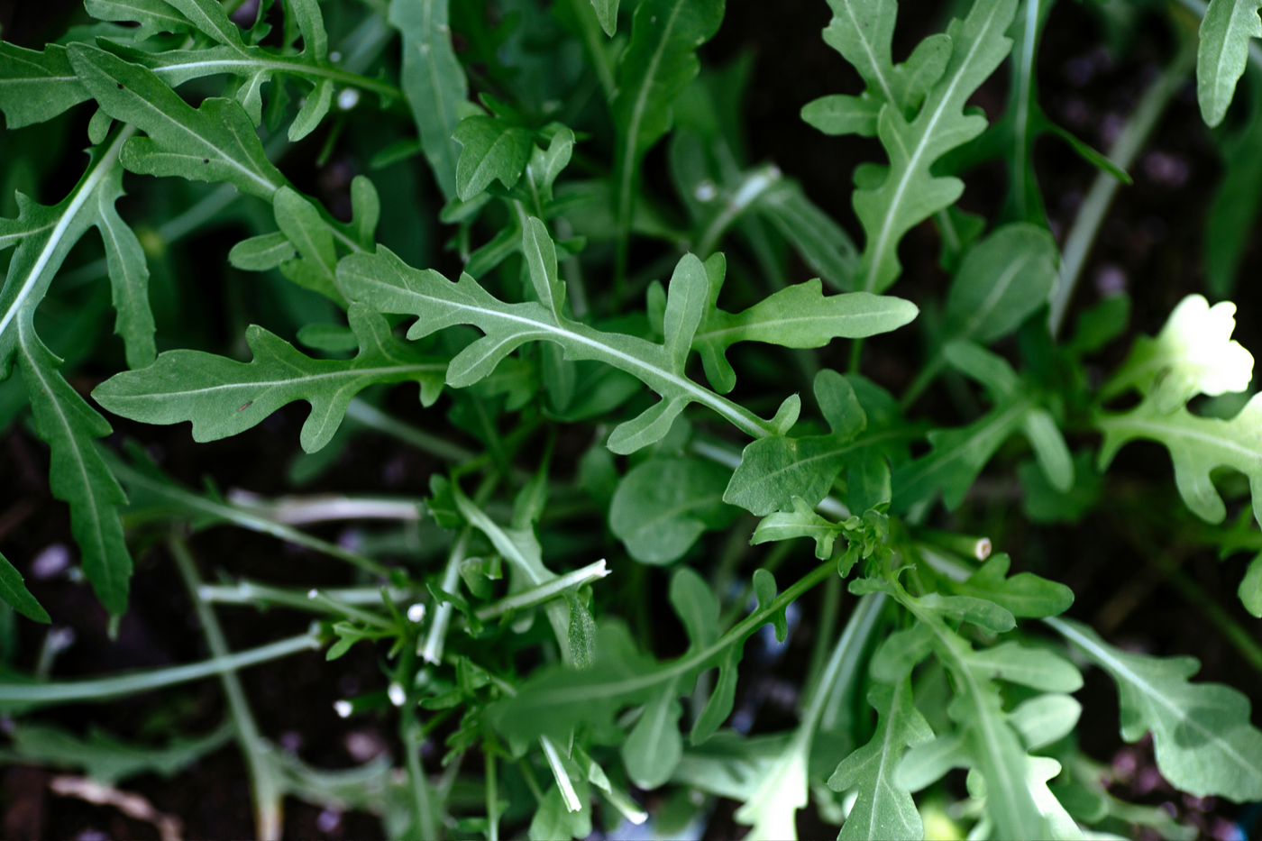 Rucola zaaien en oogsten 🧑‍🌾 | John & Co