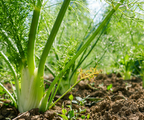 Venkel kweken: zaaien, verzorgen en oogsten 🌱 | John & Co