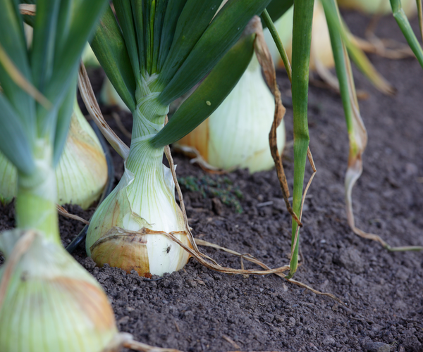 Uien planten in het voorjaar en najaar 🧅 | John & Co